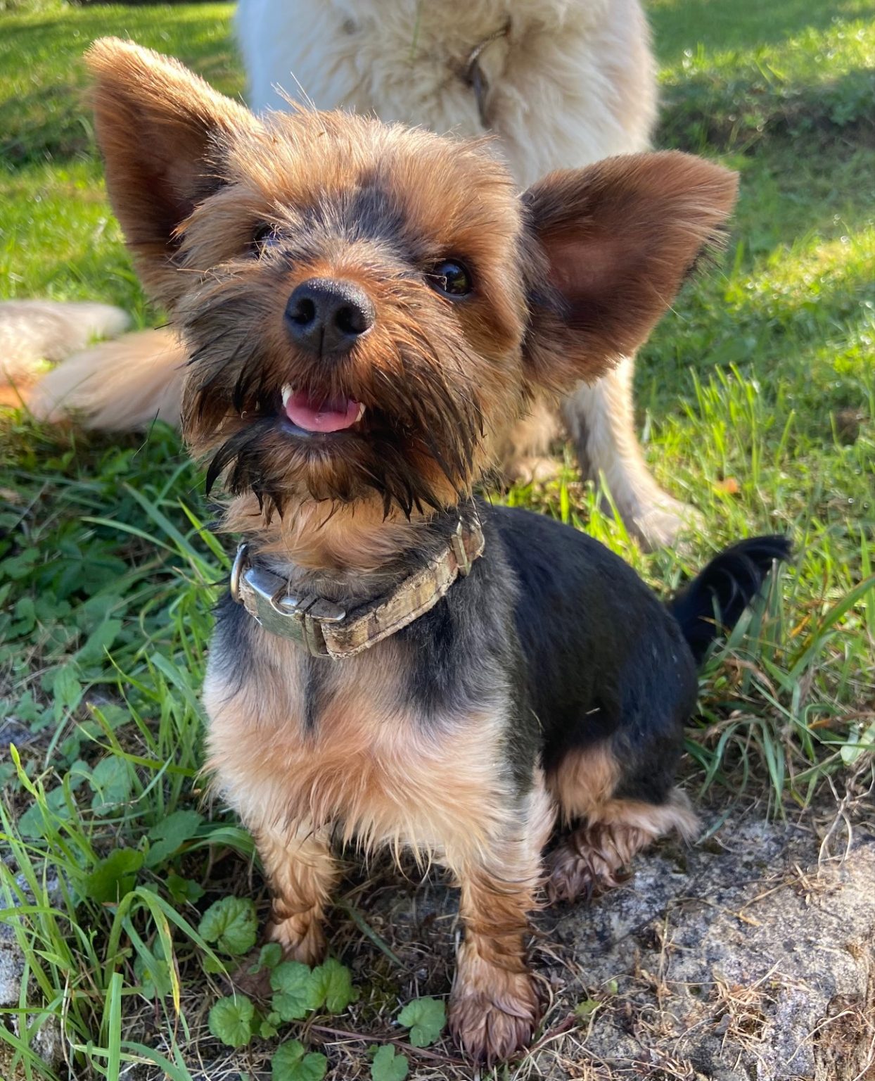 Unsere Yorkies – Aussie-yorkshire-connection